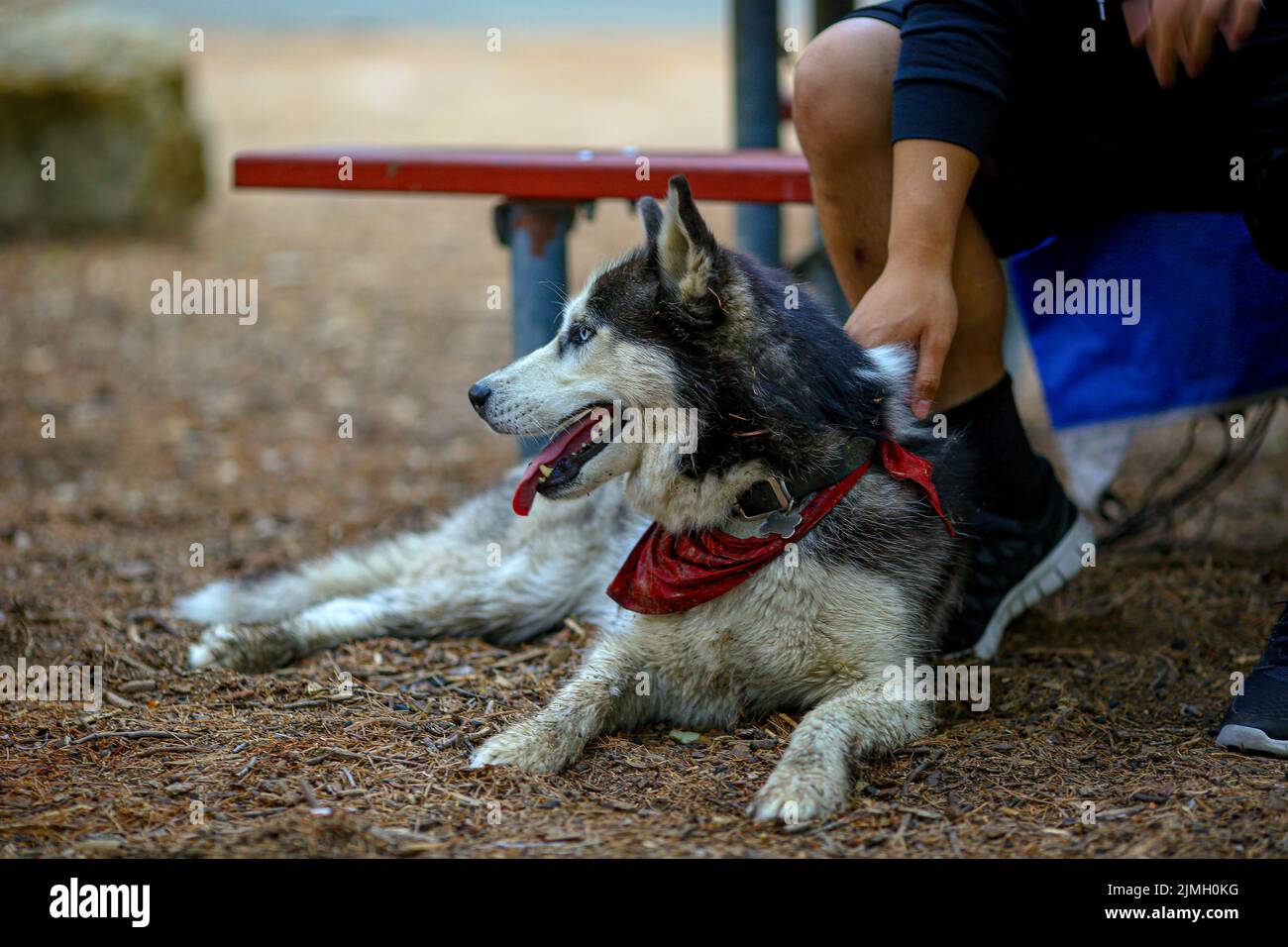 A lovely husky dog sitting on the ground with a male holding its collar ...