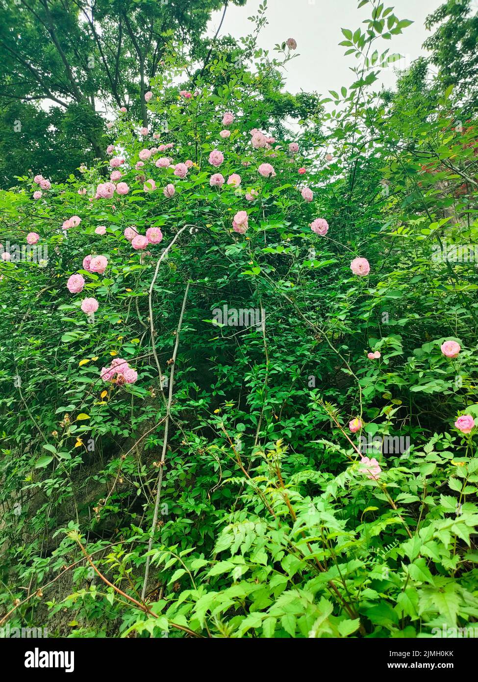Constance spry rose hi-res stock photography and images - Alamy