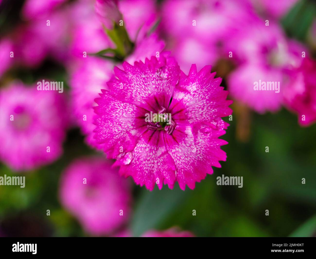 Pink dianthus flower chinensis hi-res stock photography and images - Alamy