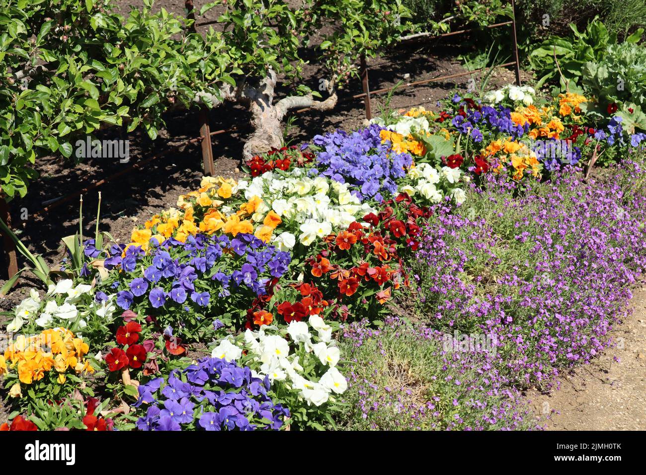 Multi coloured perennial plants growing in a flower bed Stock Photo - Alamy