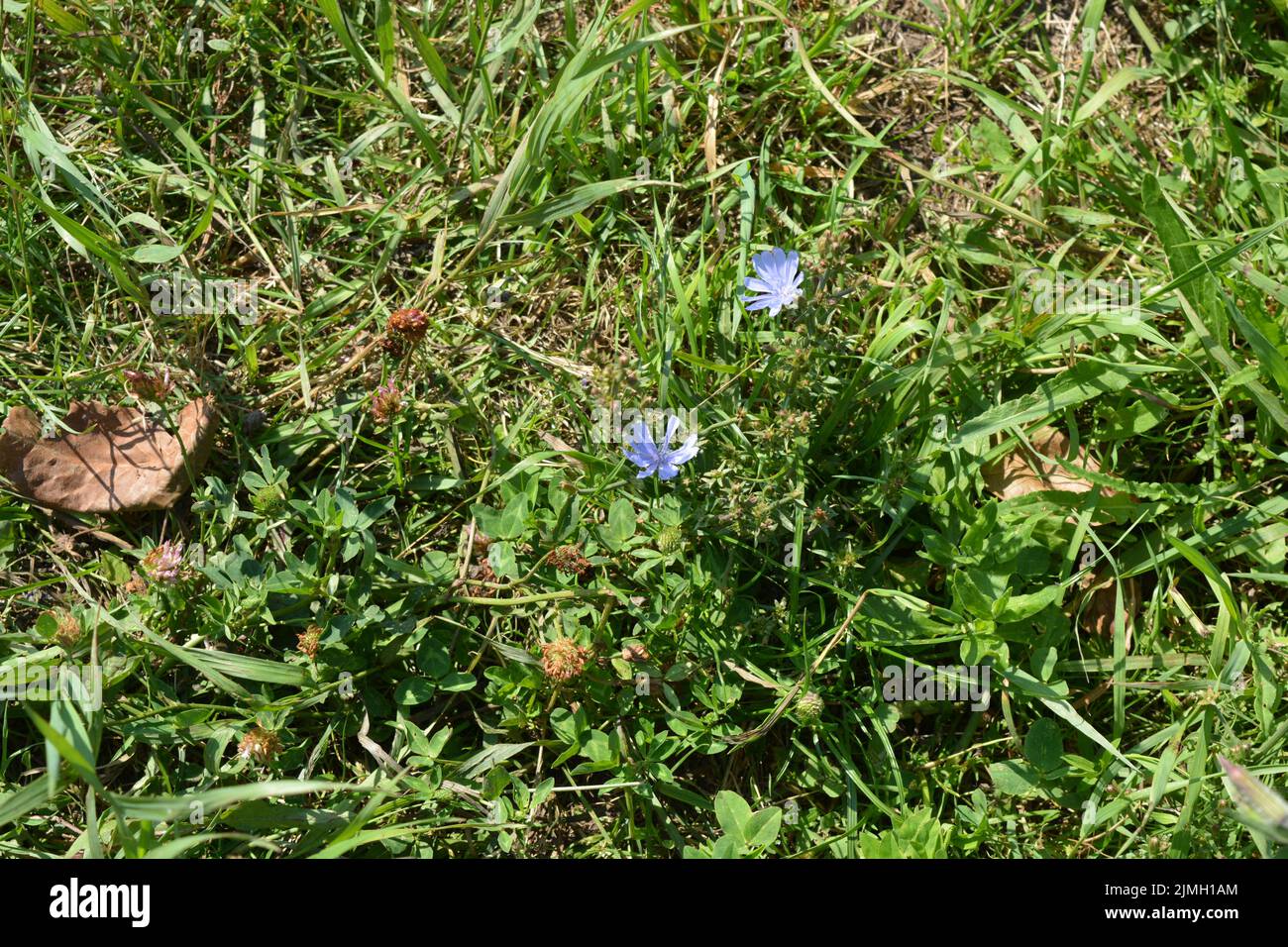 Bright and colorful light blue chicory flowers growing on a green ...
