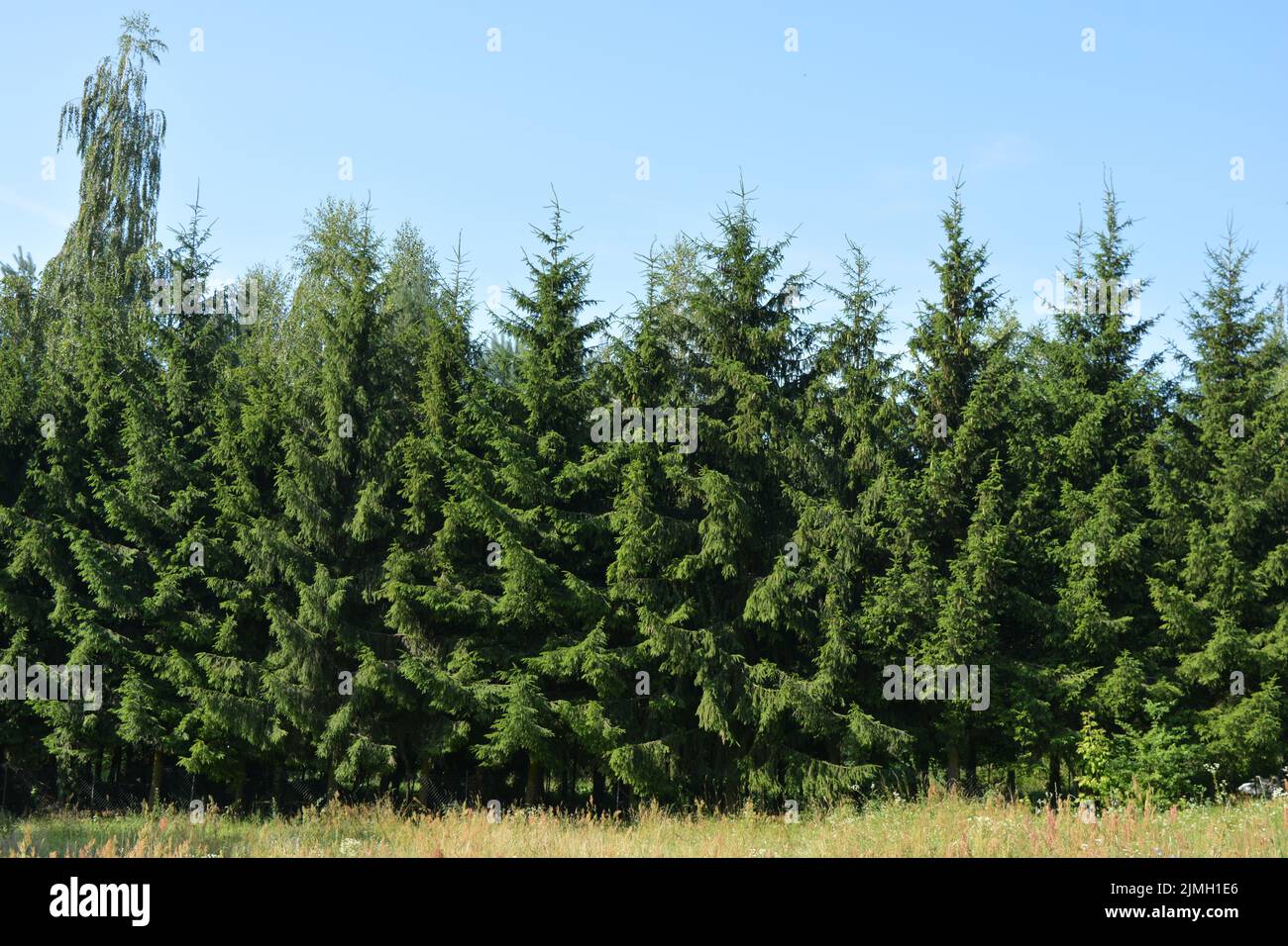 Beautiful fields, distant steppes, meadows with wild herbs, lush grass ...