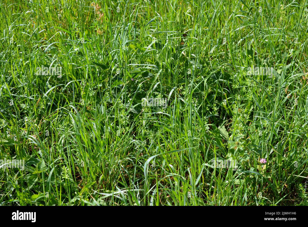 Bright green juicy grass with interesting plants growing in the meadows ...