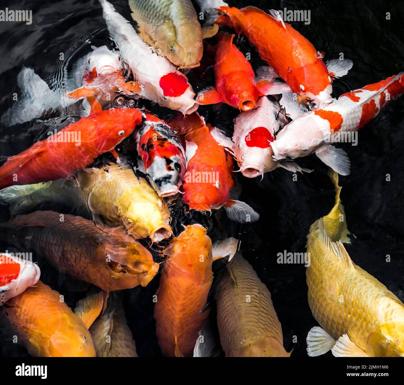 Top view colorful koi fishes. High quality photo Stock Photo - Alamy