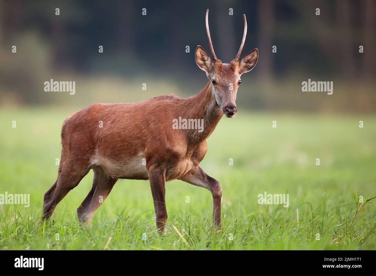 Young red deer in a clearing in the wild Stock Photo - Alamy