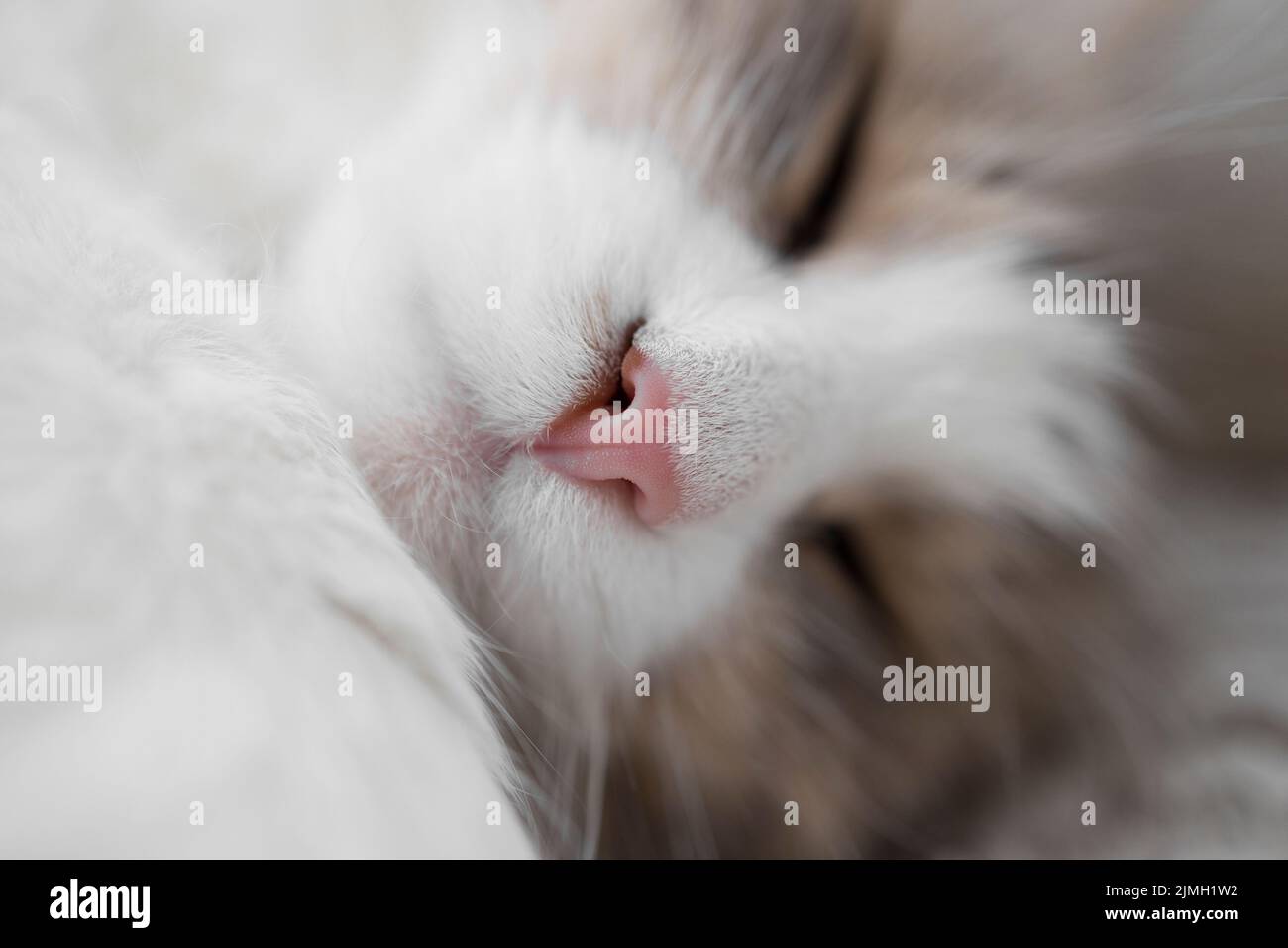 Curious animal portrait close up. Macro view of cat nose Stock Photo ...