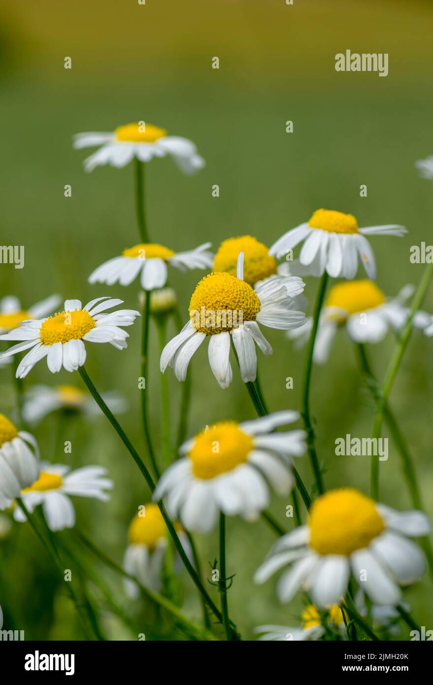 White matricaria flowers on hi-res stock photography and images - Alamy