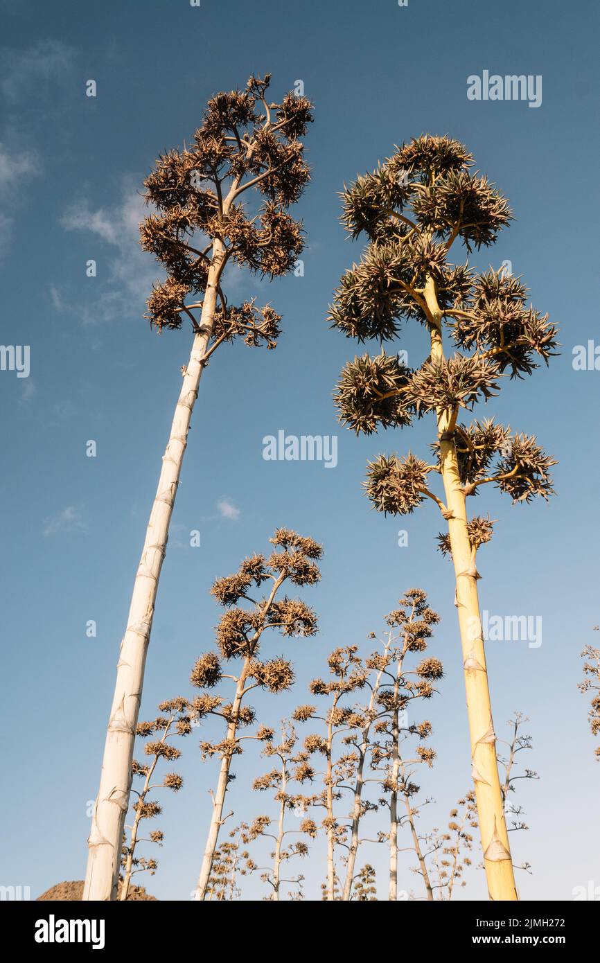 Agave americana plants in Los Genoveses beach zone at sunset in the ...