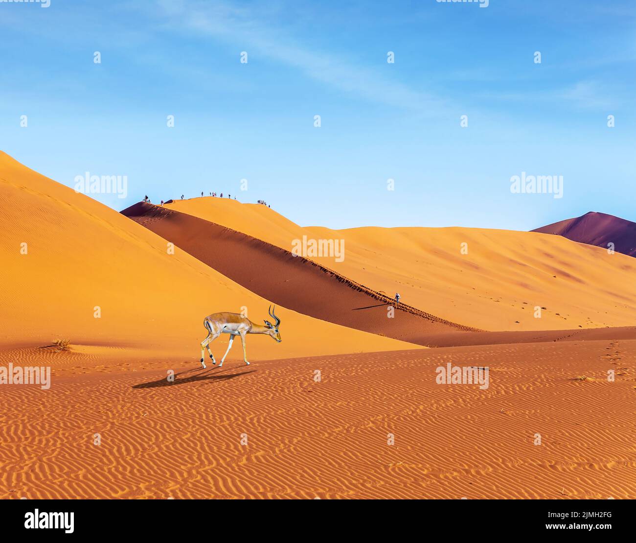 Impala black-headed antelope Stock Photo - Alamy