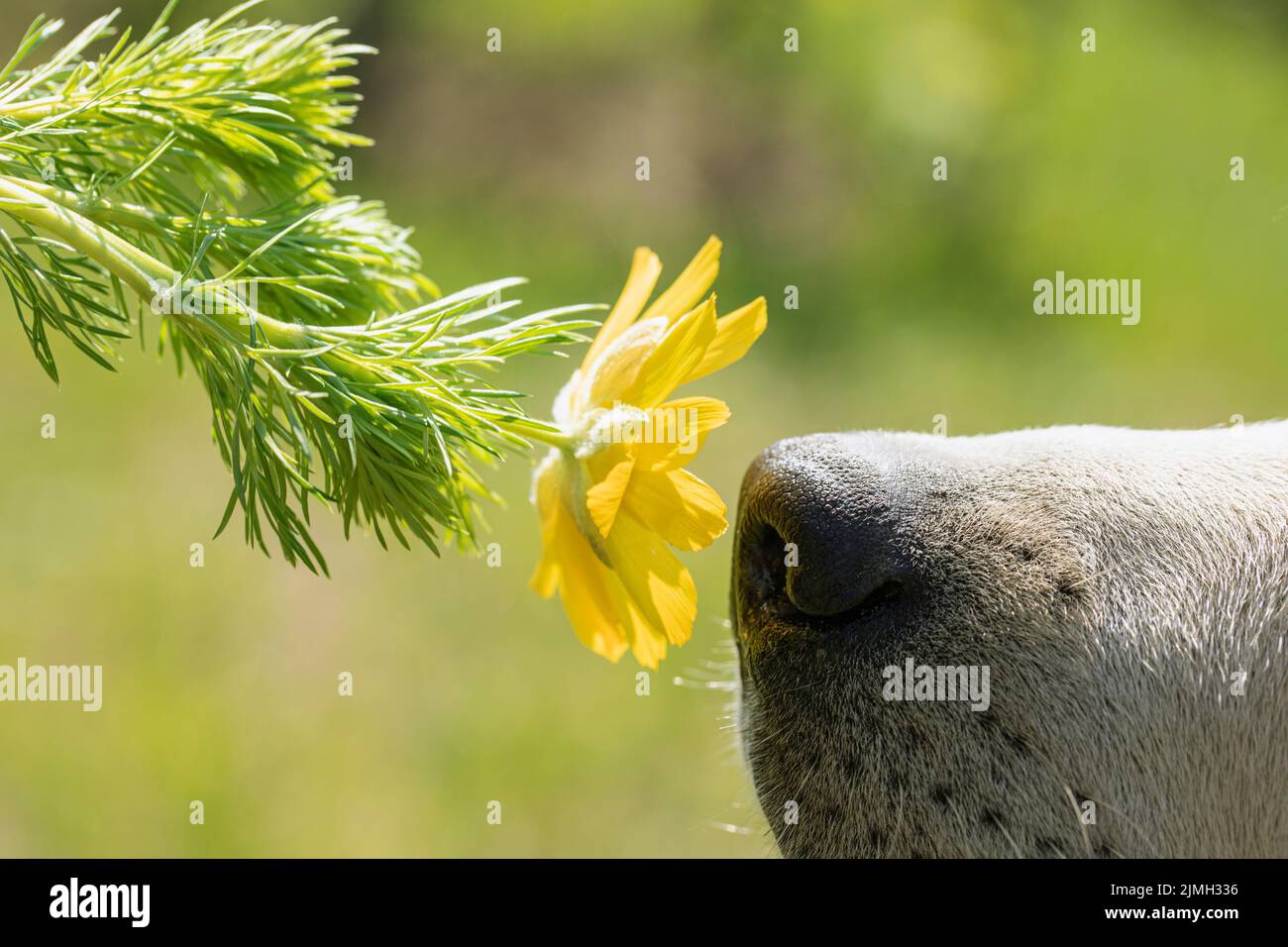 Close-up of dog sniffing flower, with dog nose in focus on green nature ...