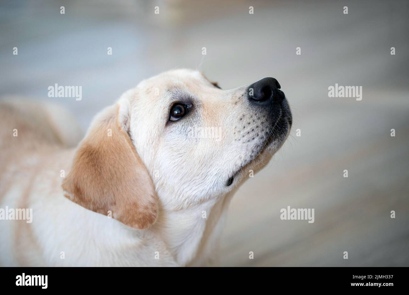 Labrador Retriever dog on home blur background. waiting for command ...