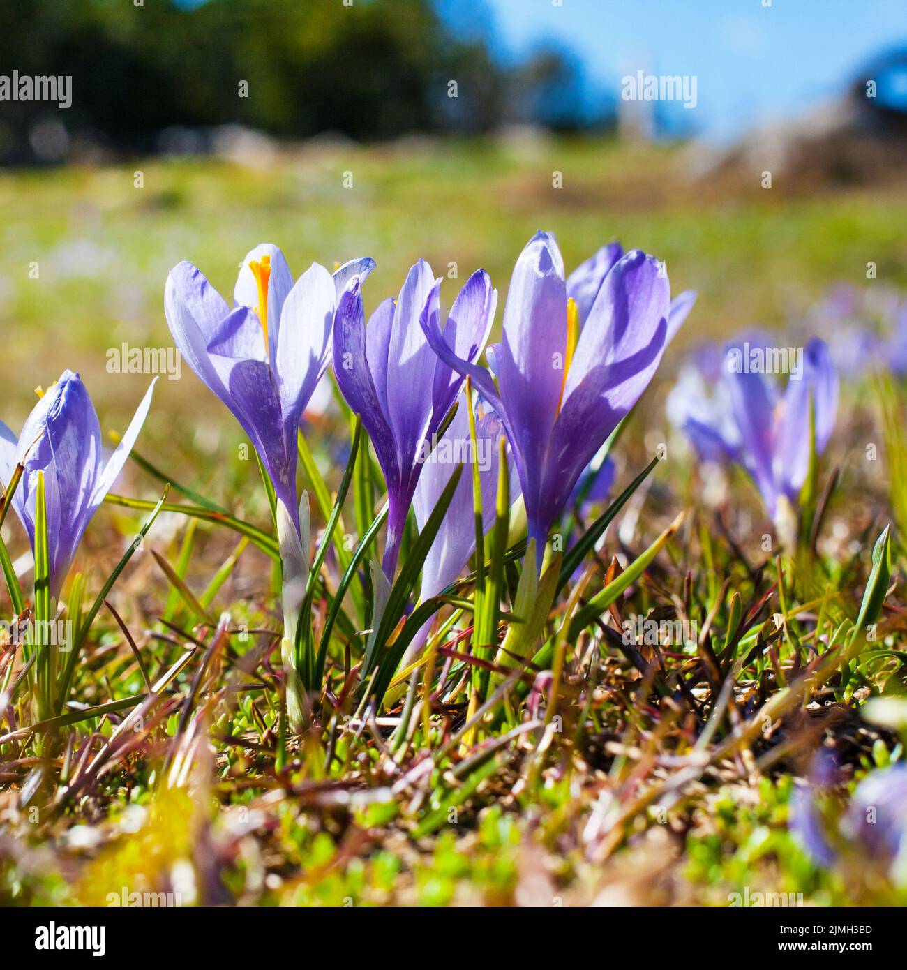 Close up group of blooming crocuses spring flowers Stock Photo - Alamy