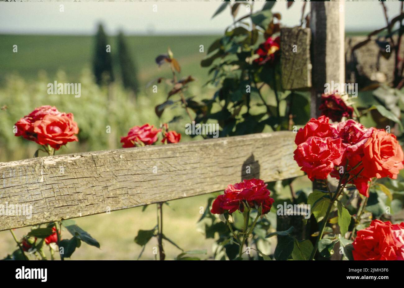Vine roses hi-res stock photography and images - Alamy