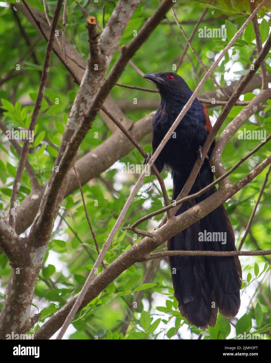 Centropus toulou hi-res stock photography and images - Alamy