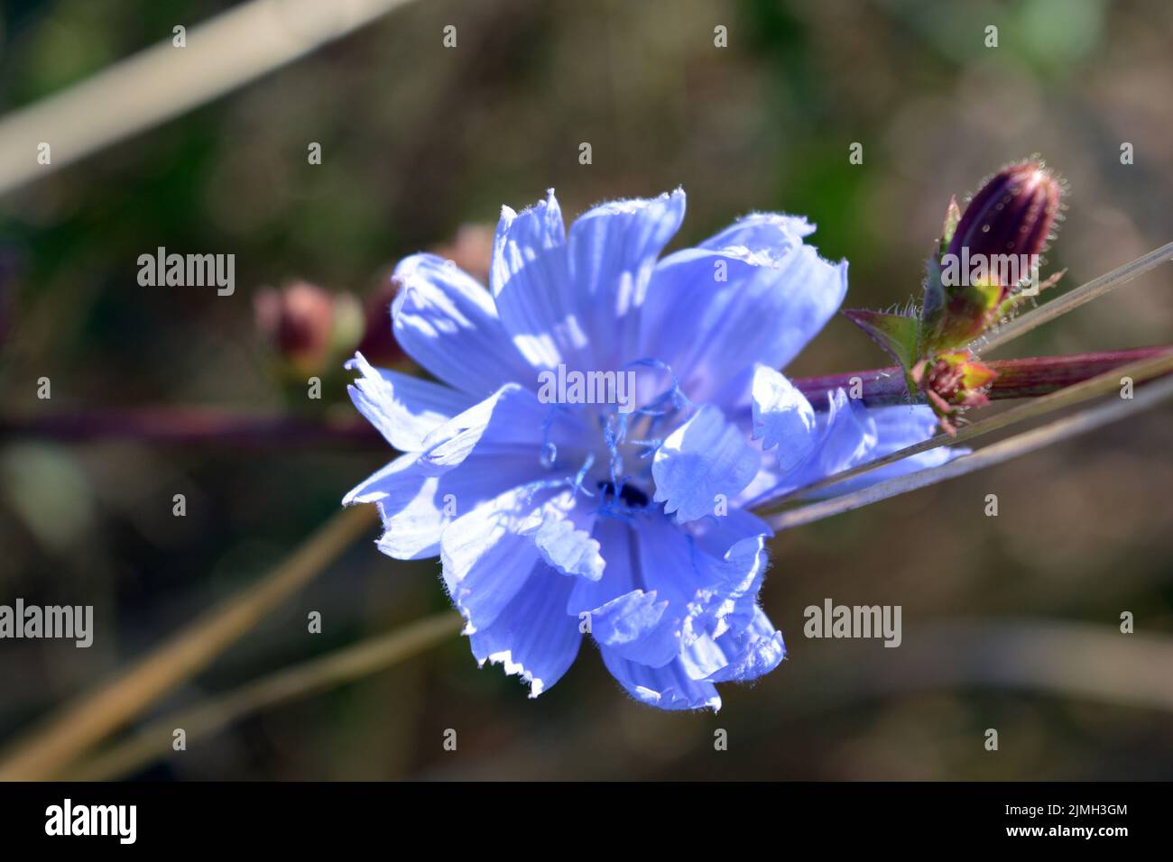 Bright and colorful light blue chicory flowers growing on a green ...