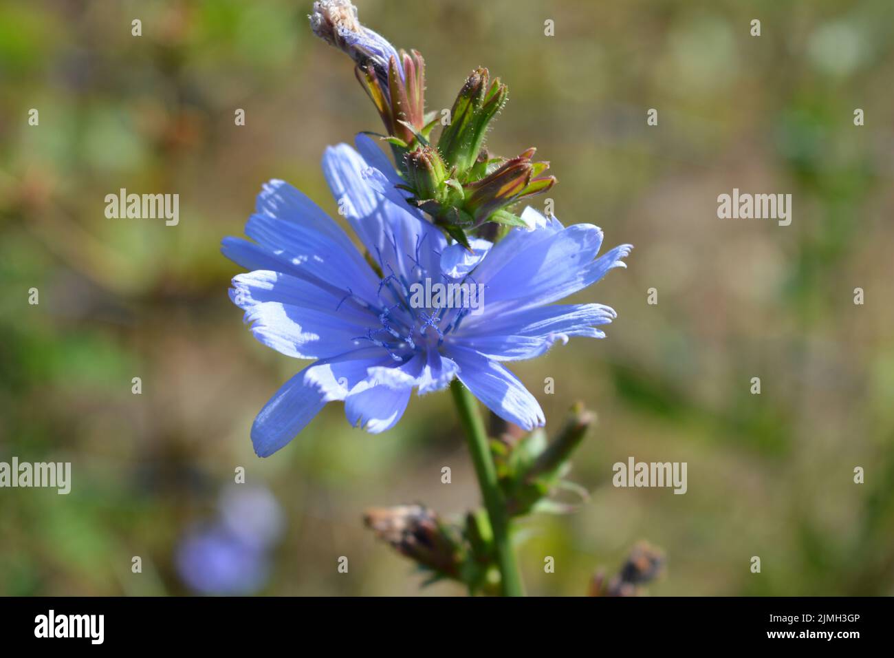 Bright and colorful light blue chicory flowers growing on a green ...