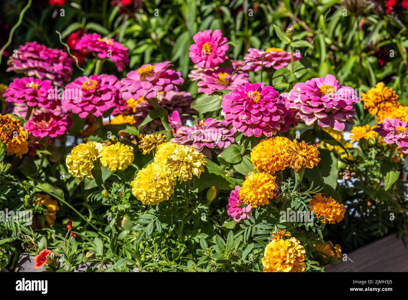 Beautiful Geraniums, a flowering plants in Tucson, Arizona Stock Photo ...