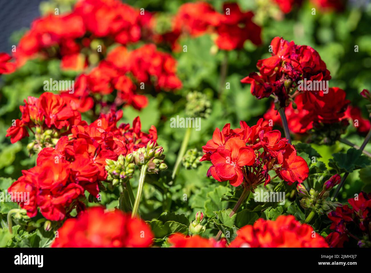 Beautiful Geraniums, a flowering plants in Tucson, Arizona Stock Photo ...