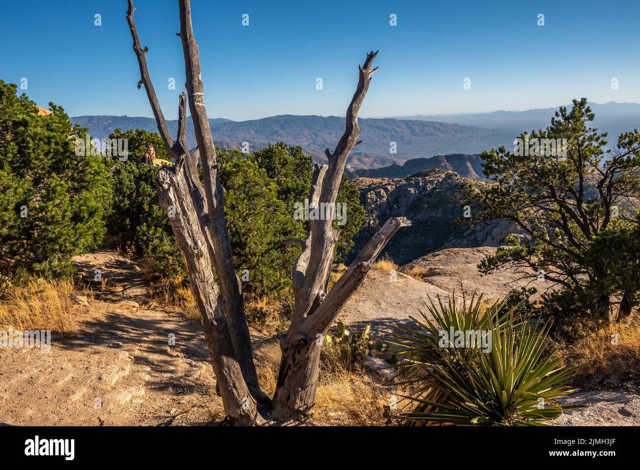Tucson nature hi-res stock photography and images - Alamy