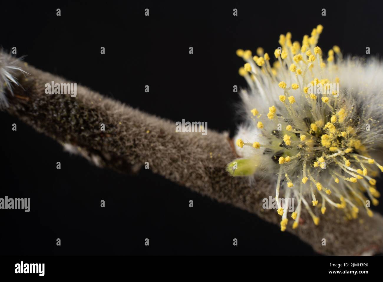 Flowering catkins hi-res stock photography and images - Alamy