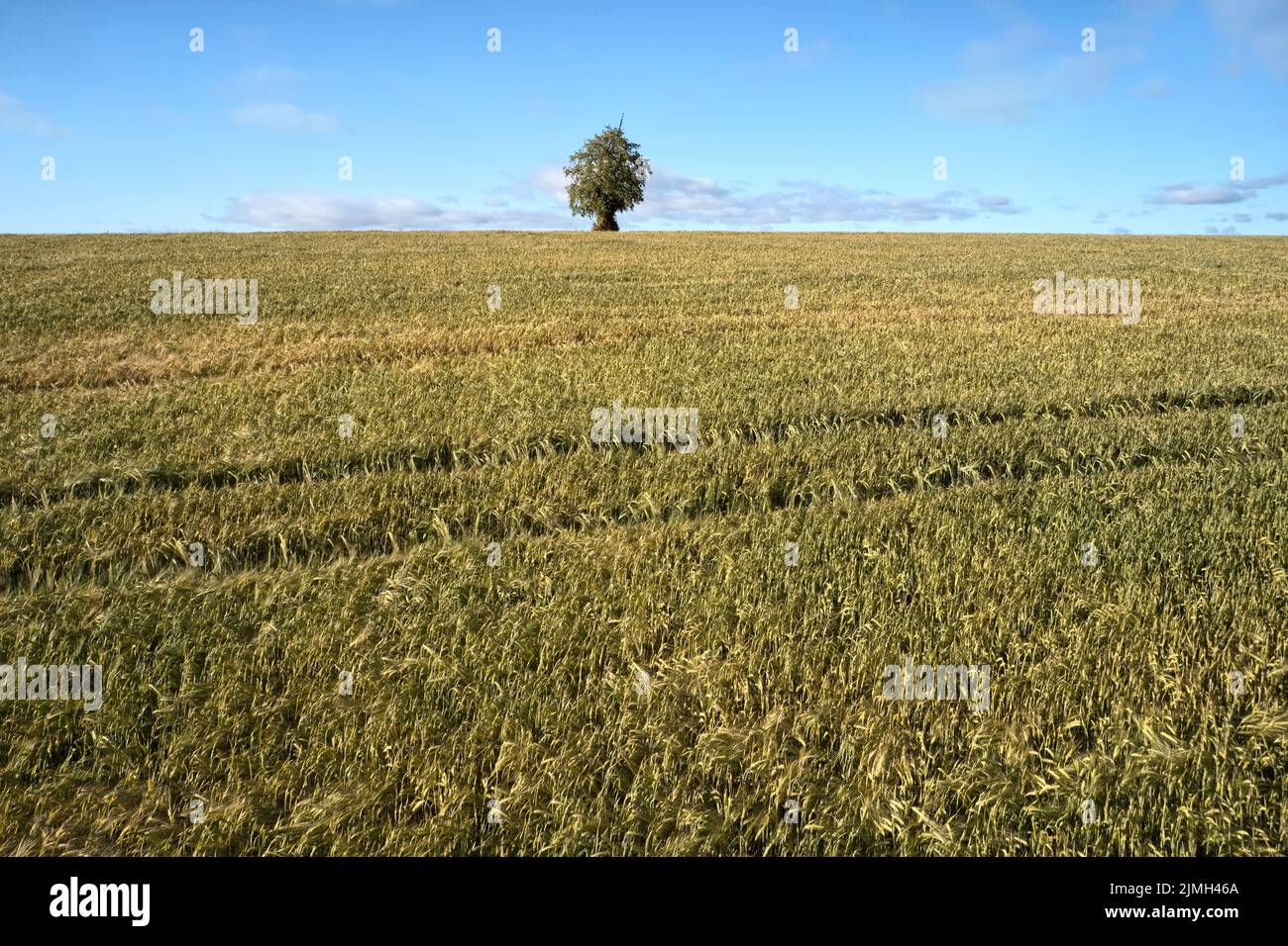 Single tree alone on farm field and sky storm clouds Stock Photo - Alamy