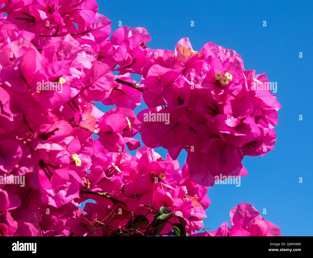 Vibrant pink Bougainvillea flowering profusely in Marbella Stock Photo ...