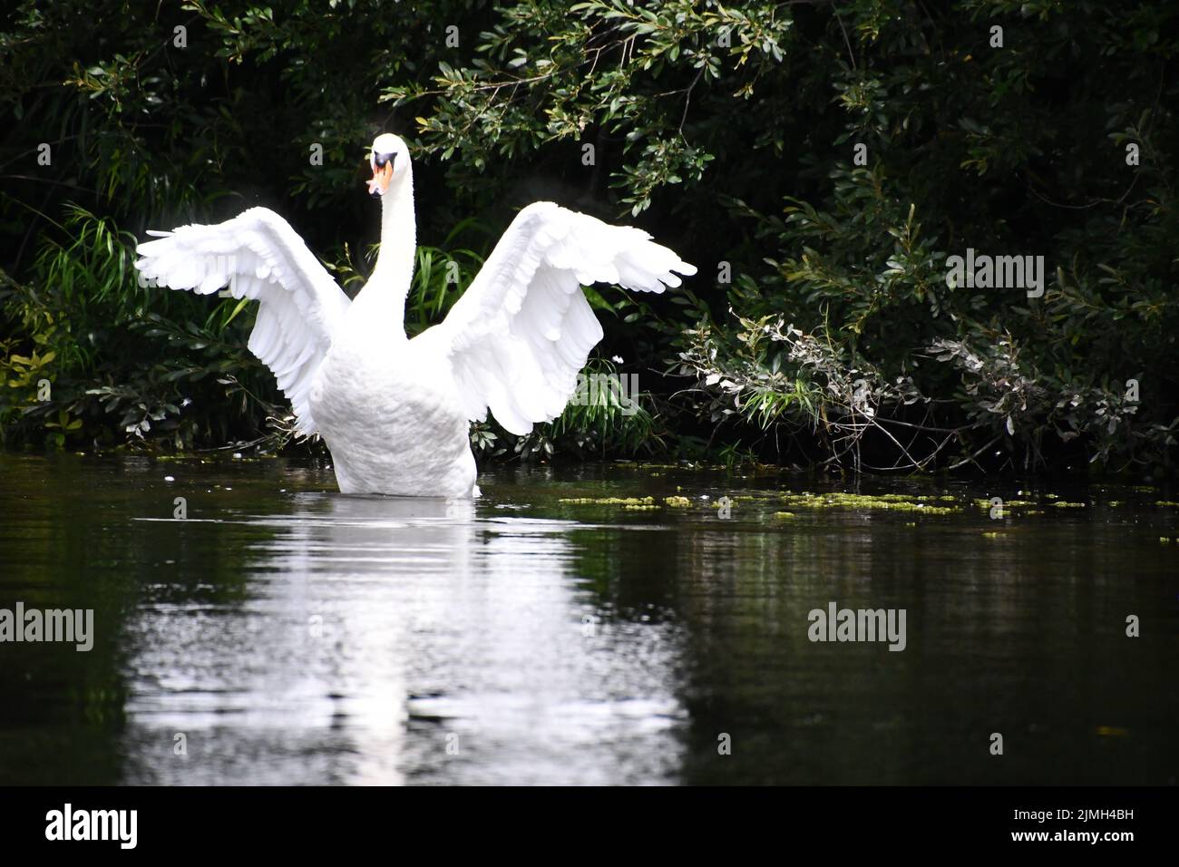 Reflection on swan river hi-res stock photography and images - Alamy