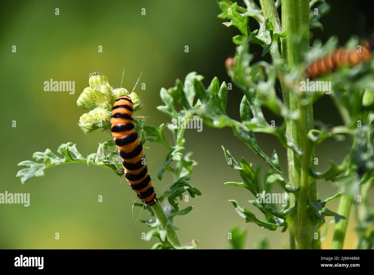 Cinnabar moth caterpillar, Kilkenny, Ireland Stock Photo - Alamy