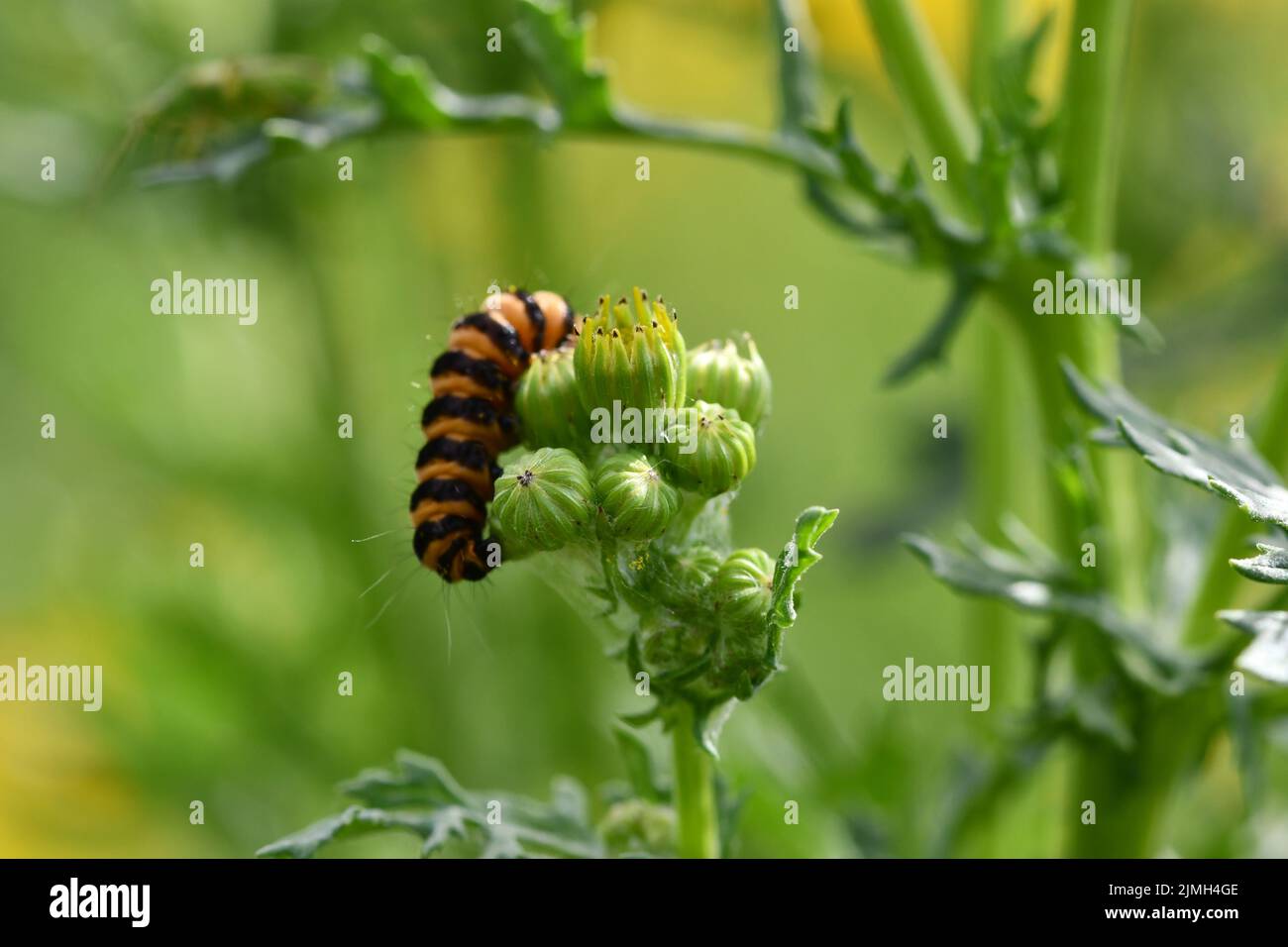 Cinnabar moth caterpillar, Kilkenny, Ireland Stock Photo - Alamy