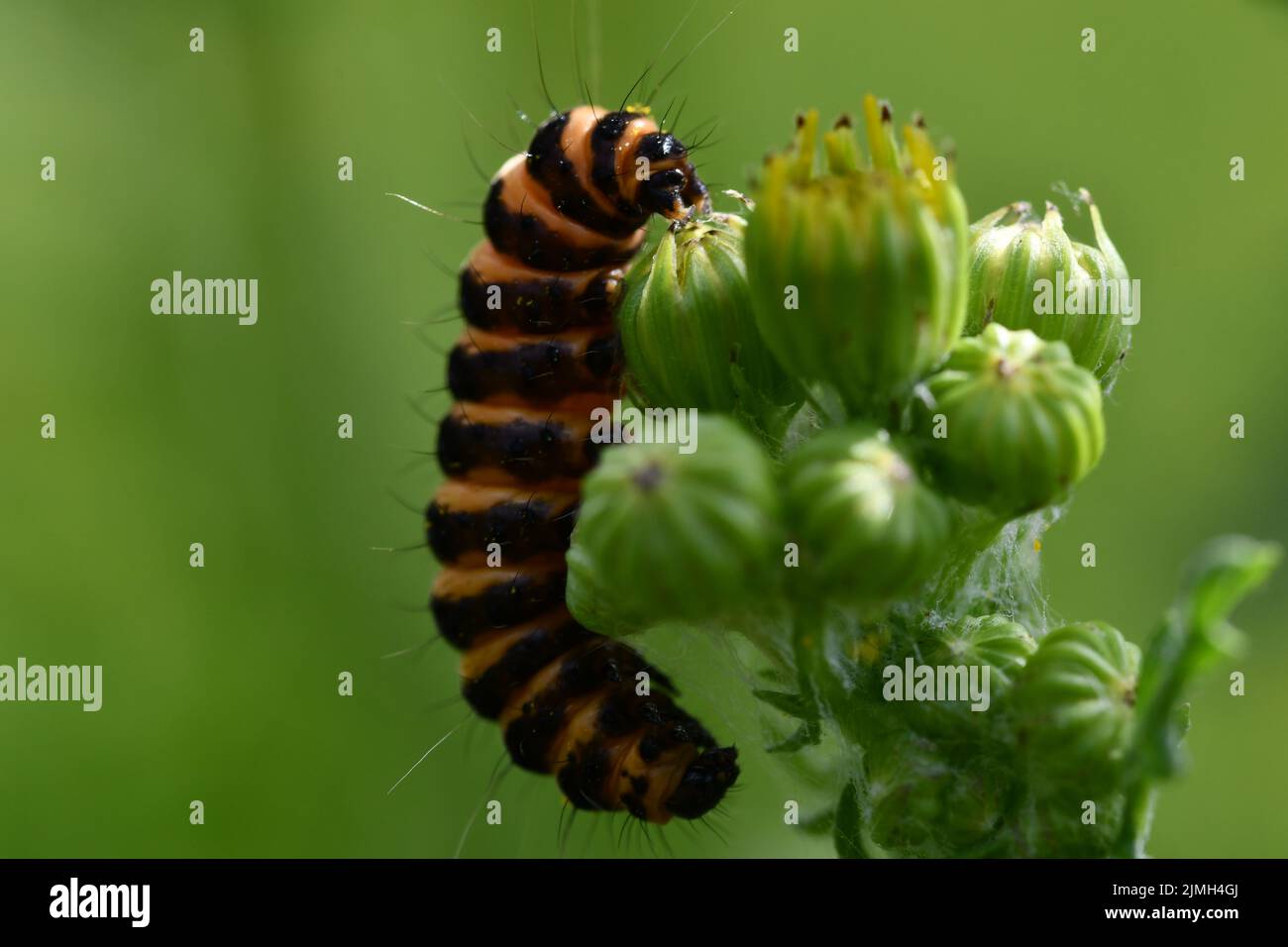 Cinnabar moth caterpillar, Kilkenny, Ireland Stock Photo - Alamy