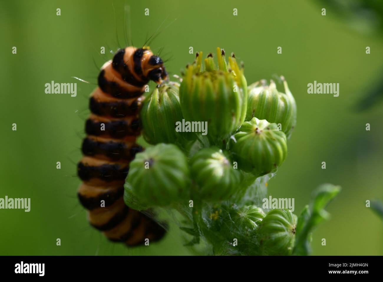 Cinnabar moth caterpillar, Kilkenny, Ireland Stock Photo - Alamy