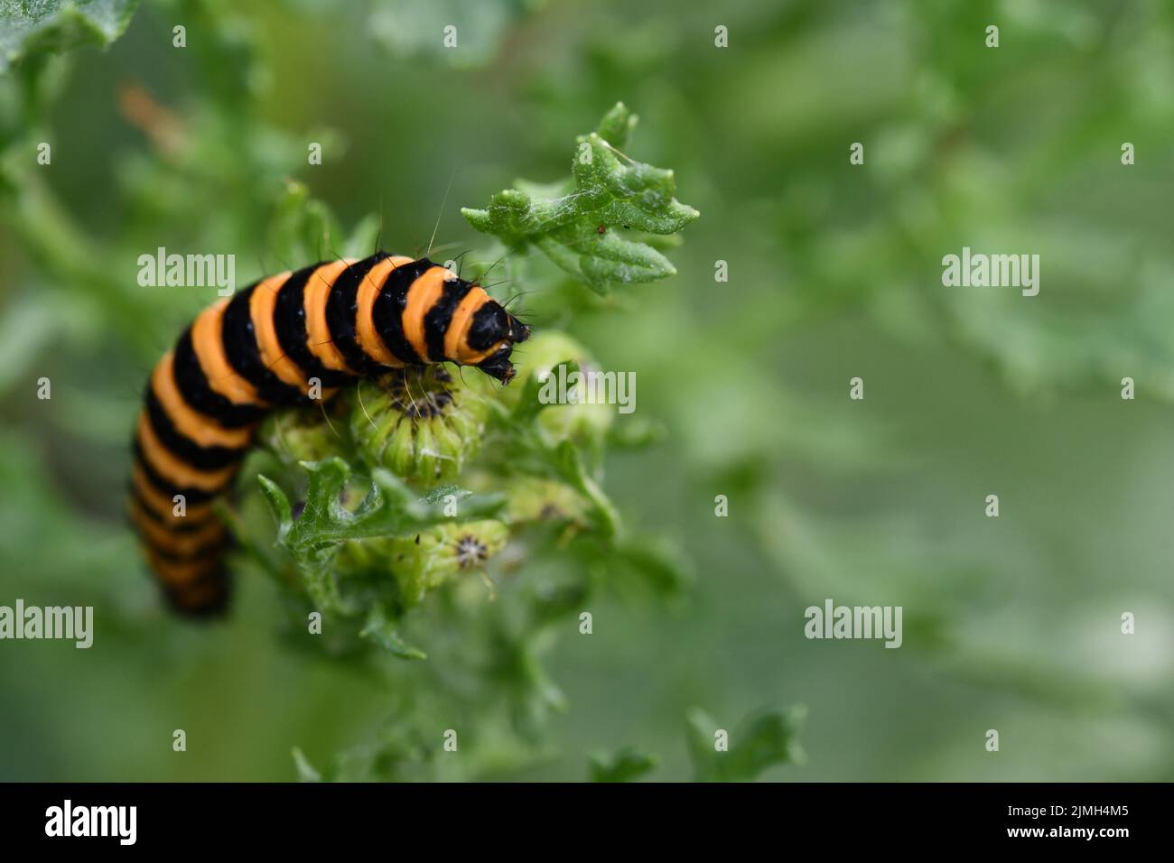 Cinnabar moth caterpillar, Kilkenny, Ireland Stock Photo - Alamy