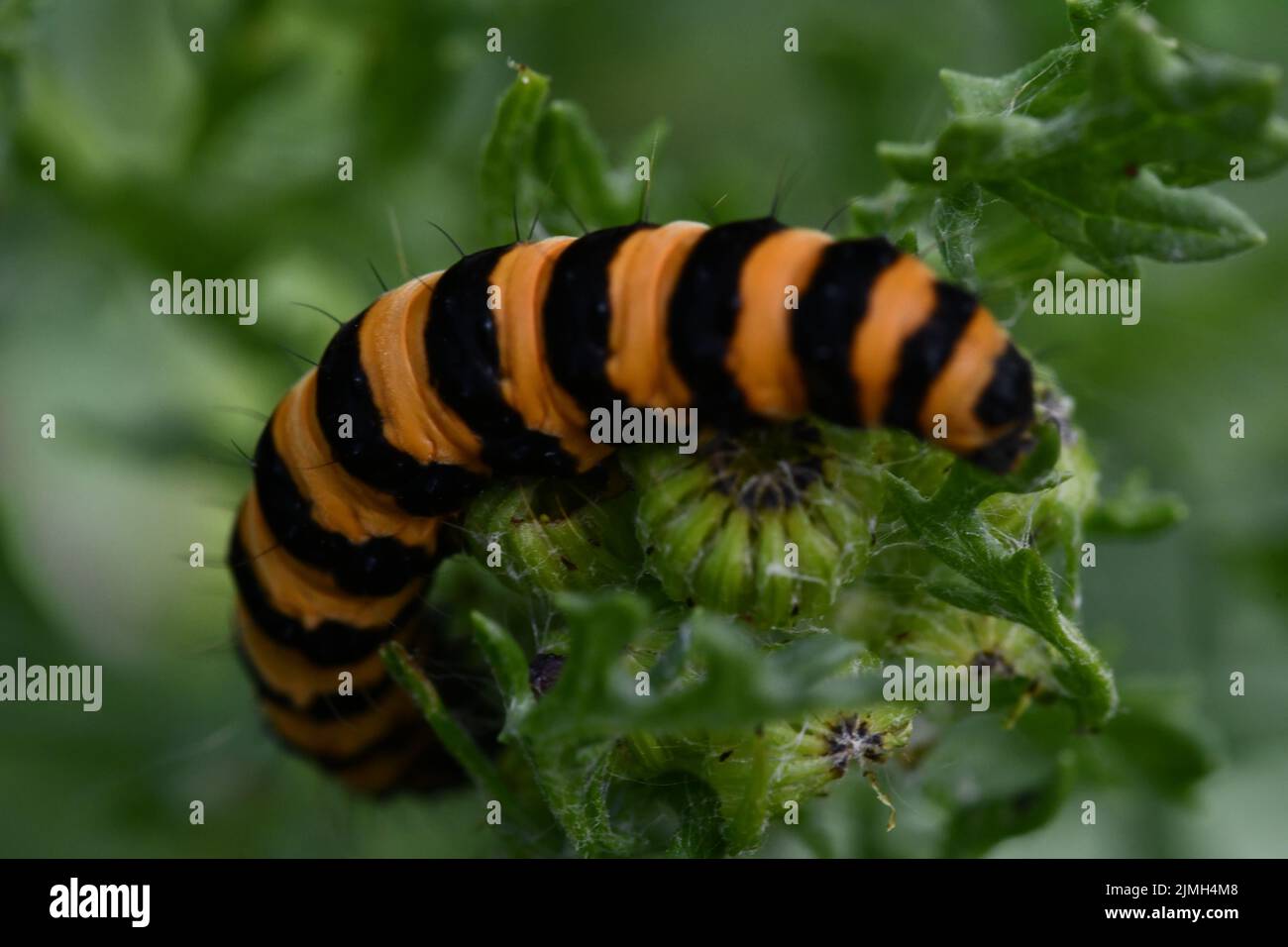 Cinnabar moth caterpillar, Kilkenny, Ireland Stock Photo - Alamy