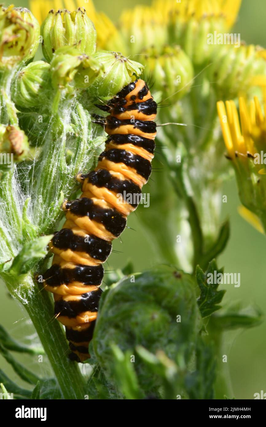 Cinnabar moth caterpillar, Kilkenny, Ireland Stock Photo - Alamy