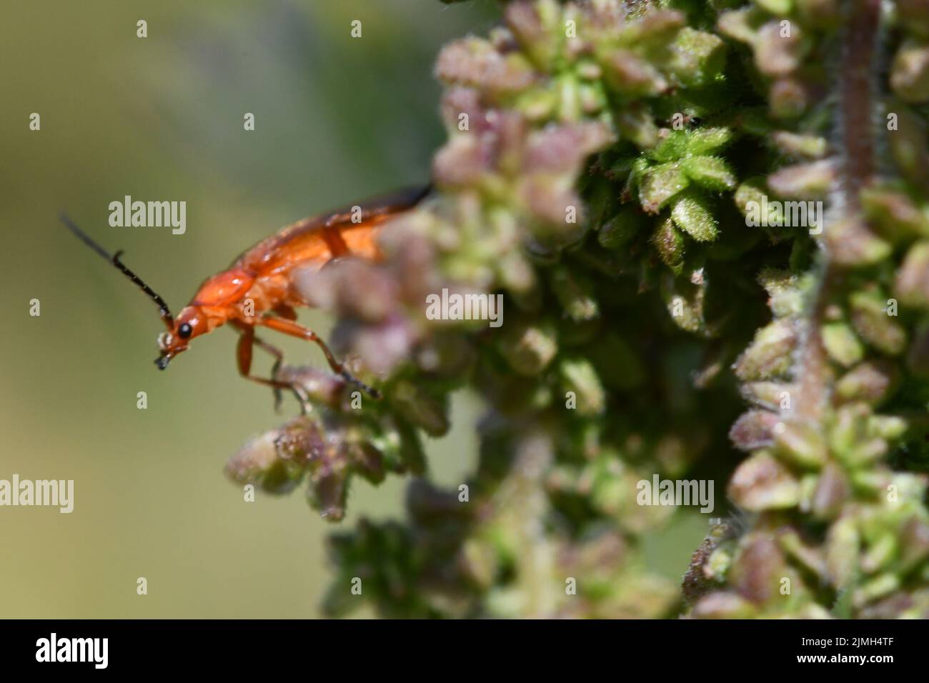 Rhagonycha fulva, red soldier beetle, the bloodsucker beetle, the ...