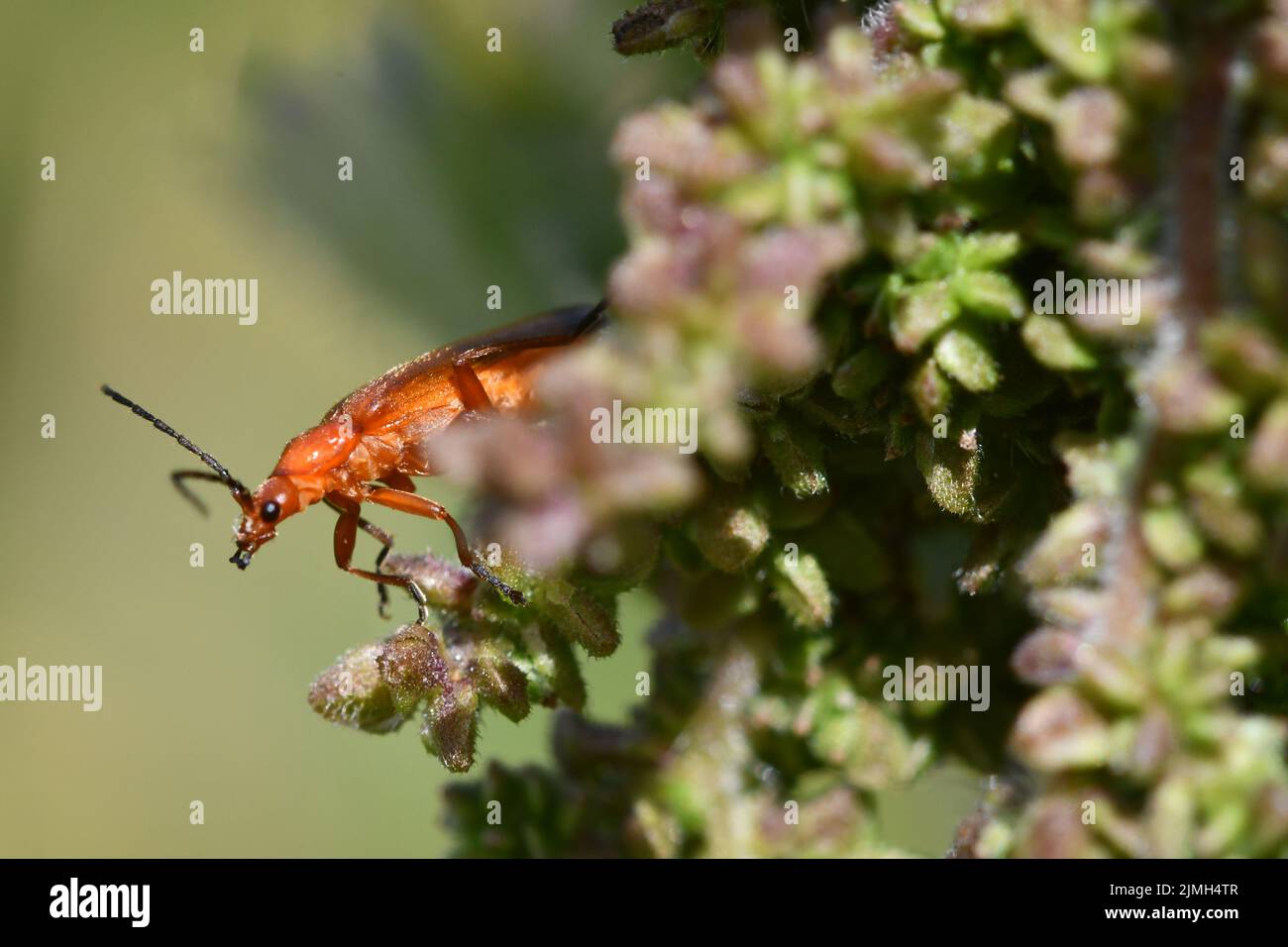 Rhagonycha fulva, red soldier beetle, the bloodsucker beetle, the ...