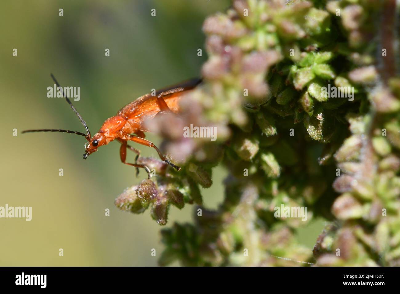 Rhagonycha fulva, red soldier beetle, the bloodsucker beetle, the ...
