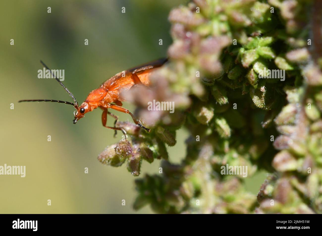 Rhagonycha fulva, red soldier beetle, the bloodsucker beetle, the ...