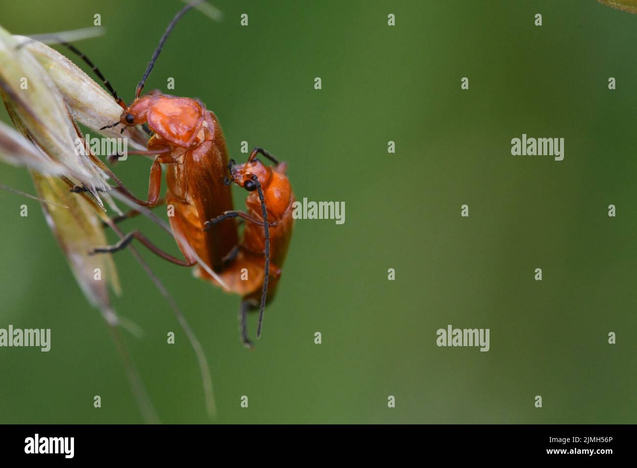 Rhagonycha fulva, red soldier beetle, the bloodsucker beetle, the ...