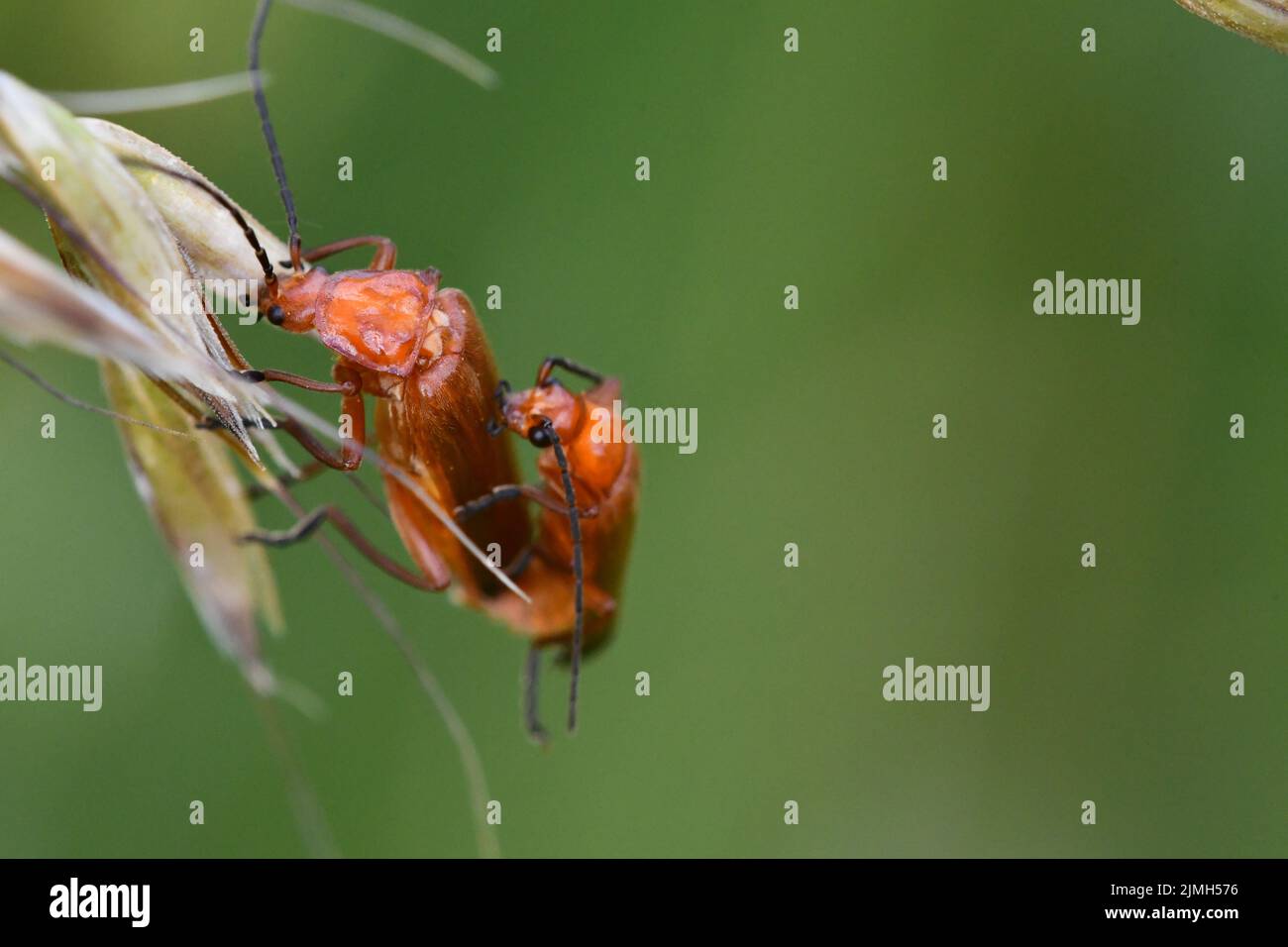 Rhagonycha fulva, red soldier beetle, the bloodsucker beetle, the ...