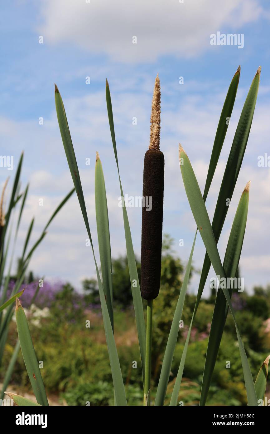 Vertical image of bullrushes and foliage against blue cloudy sky Stock ...