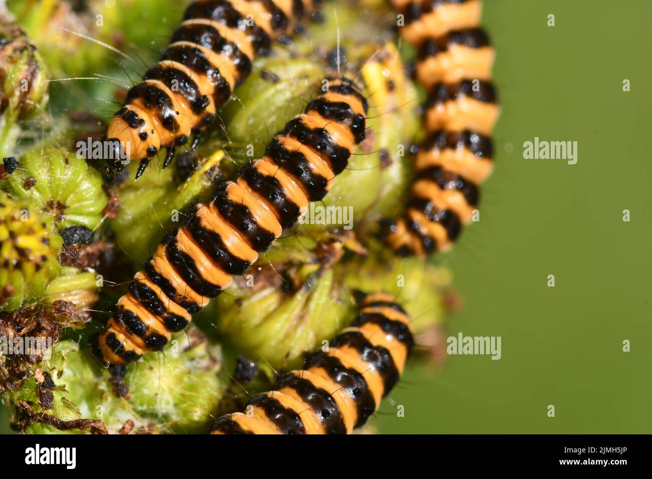 Cinnabar moth caterpillar, Kilkenny, Ireland Stock Photo - Alamy