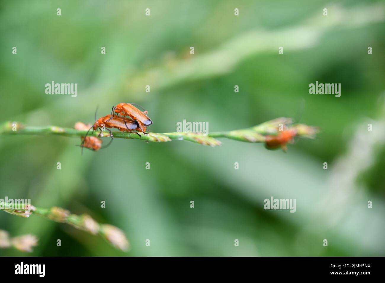 Bonking bugs hi-res stock photography and images - Alamy