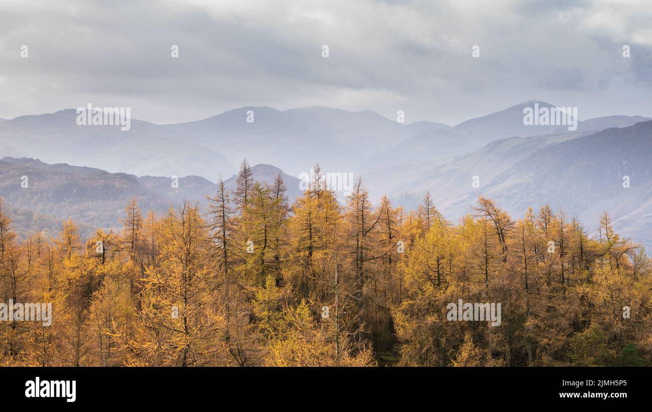 Beautiful Autumn Fall landscape image of golden larch trees against ...