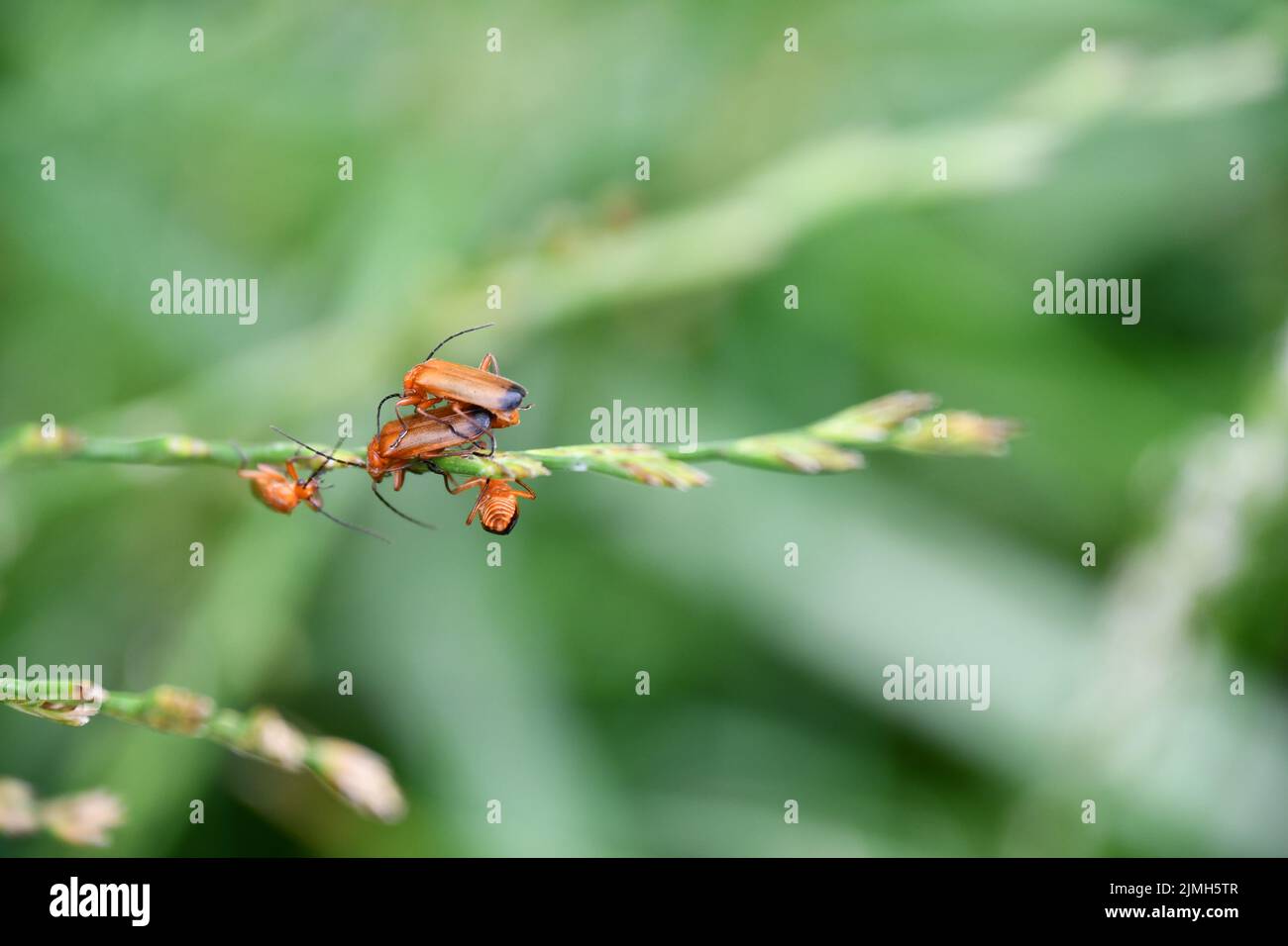 Rhagonycha fulva, red soldier beetle, the bloodsucker beetle, the ...
