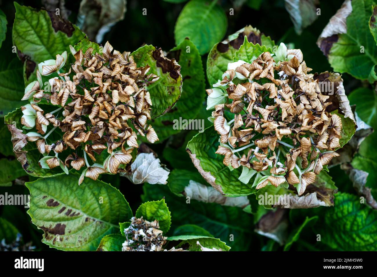 Hydrangea flowers dried by heat wave, private garden, Bron, Rhone, AURA ...