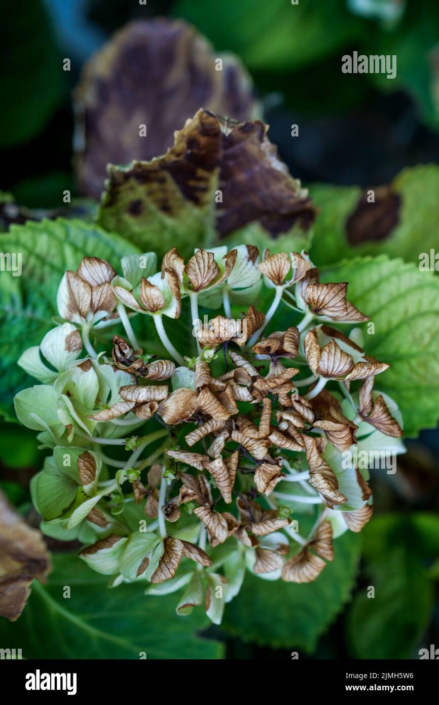 Hydrangea flowers dried by heat wave, private garden, Bron, Rhone, AURA ...