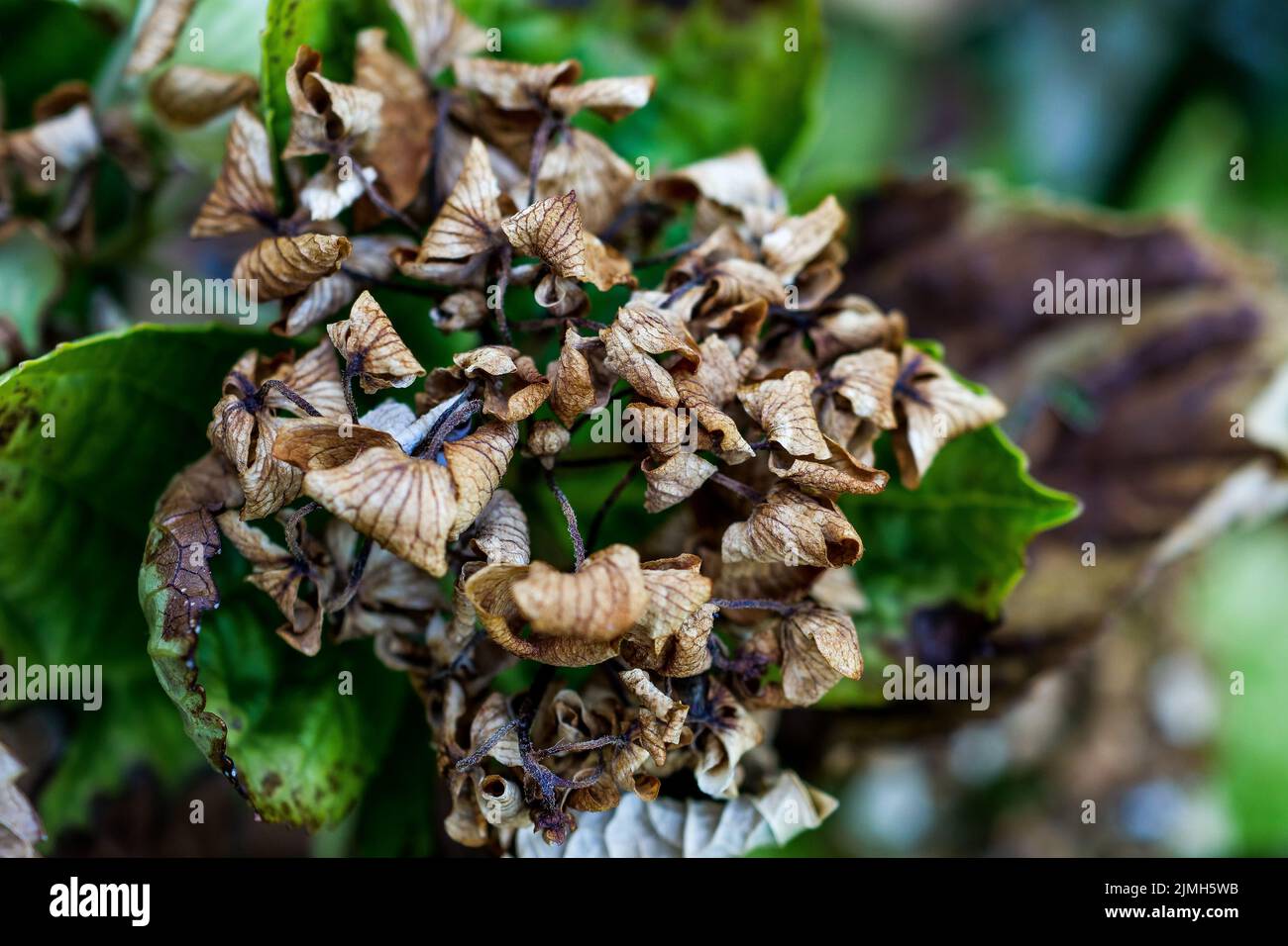 Hydrangea flowers dried by heat wave, private garden, Bron, Rhone, AURA ...