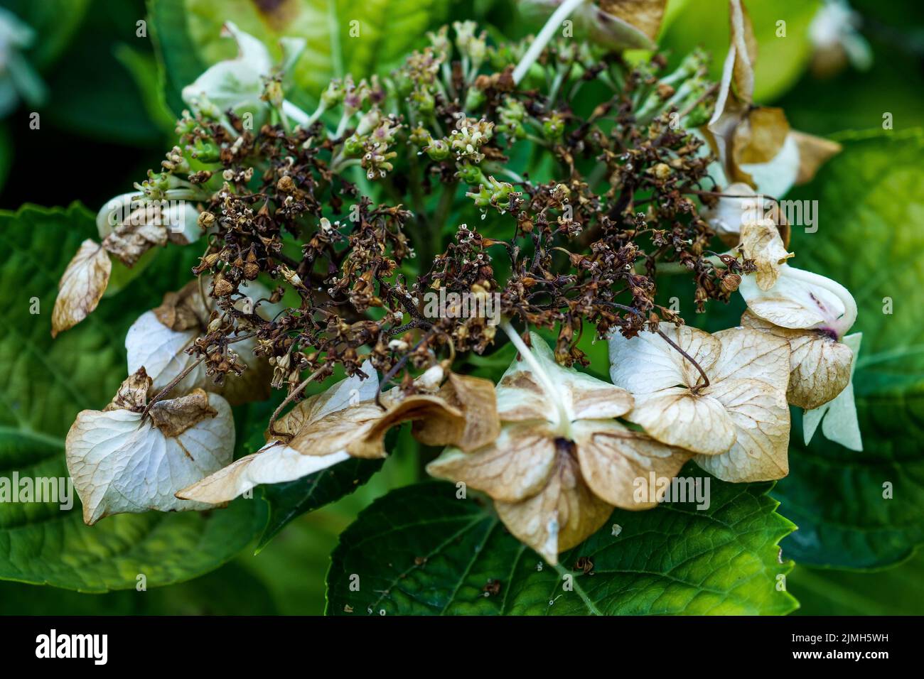 Hydrangea flowers dried by heat wave, private garden, Bron, Rhone, AURA ...