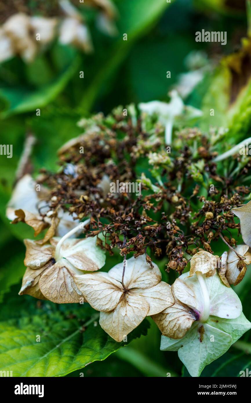 Hydrangea flowers dried by heat wave, private garden, Bron, Rhone, AURA ...
